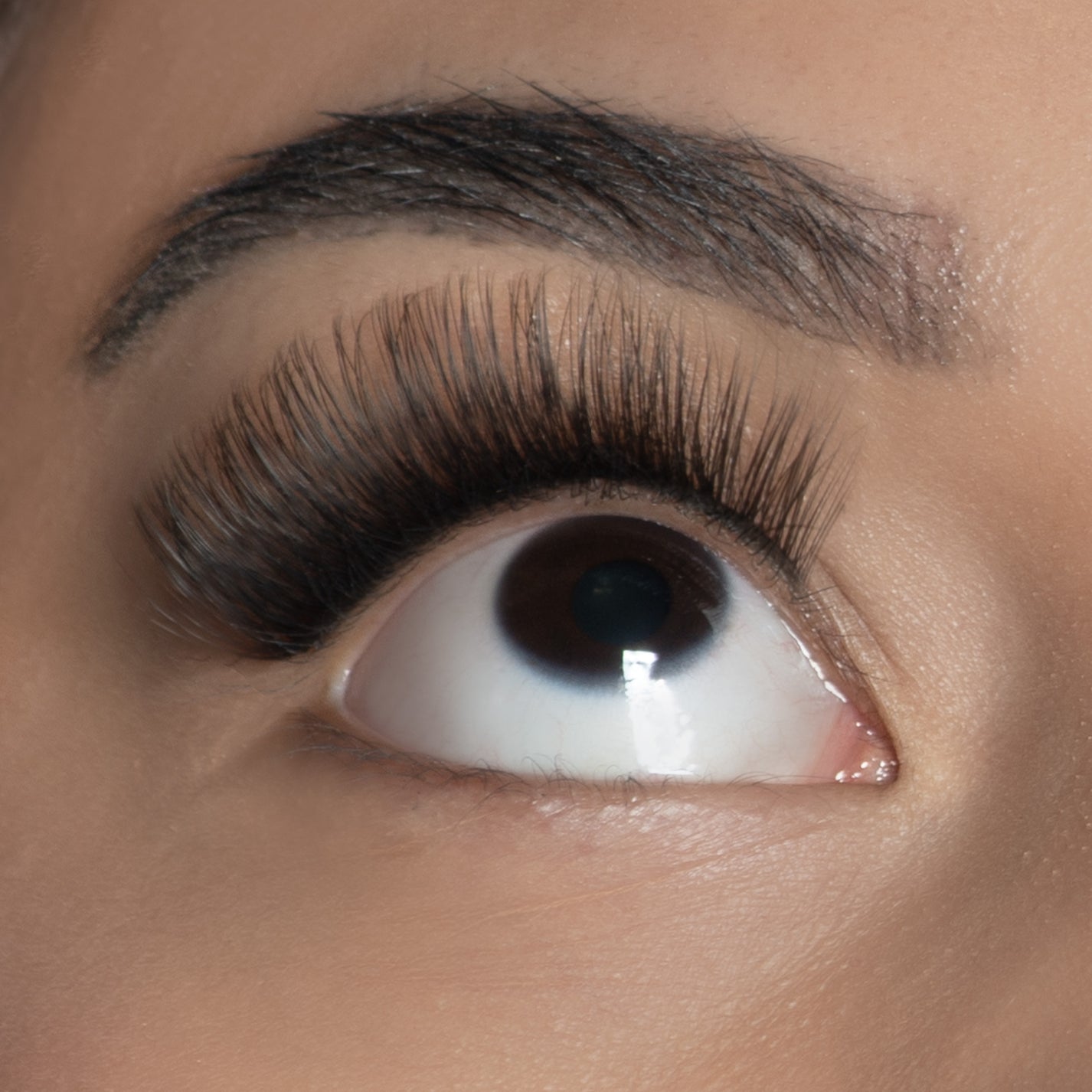 Fusion Lashes – TB Cosmetics